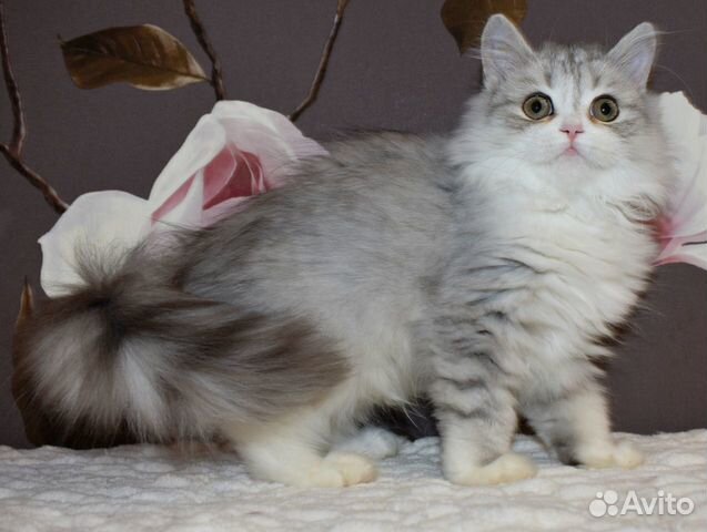 Шотландская вислоушка