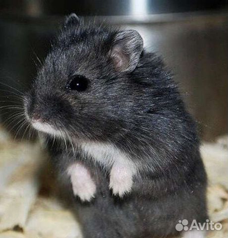 Сирийский хомяк бесплатно