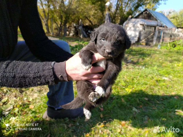 Щенки метисы овчарки
