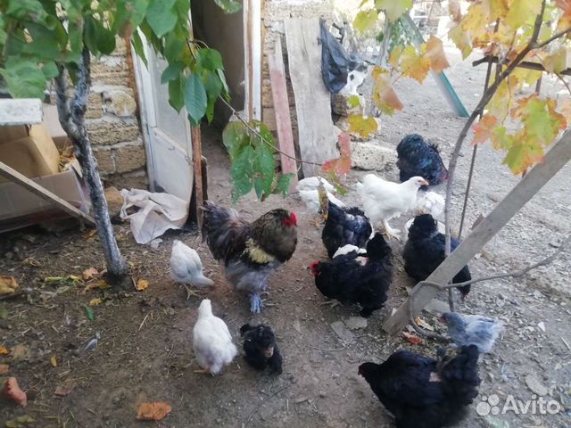 Куры, утки, петухи