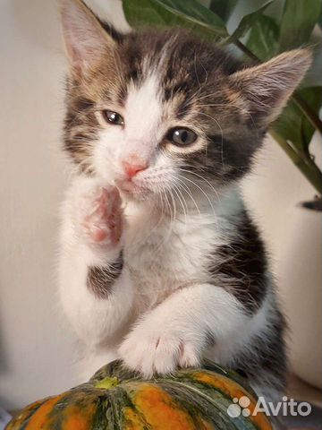 Котик Лютик