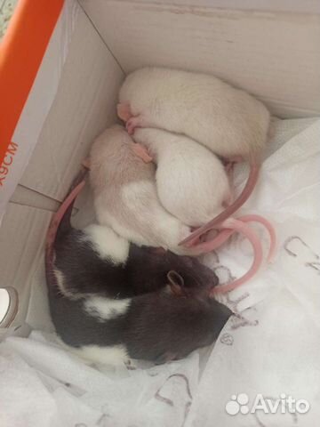 Крыса дамбо