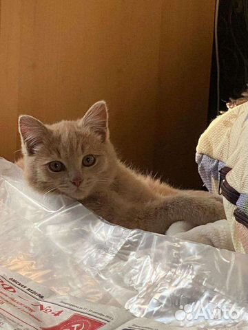 Котятки в добрые руки