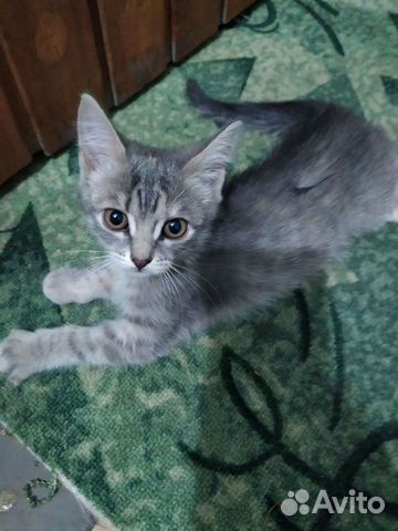 Отдам котят в хорошие лапки