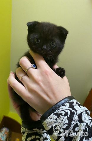 Кошка