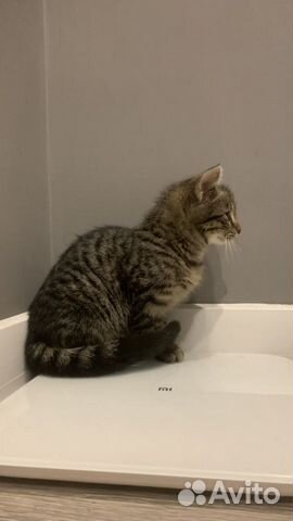 Британская кошка