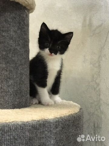 Котенок 1 мес