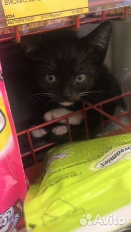 Котята ищут дом