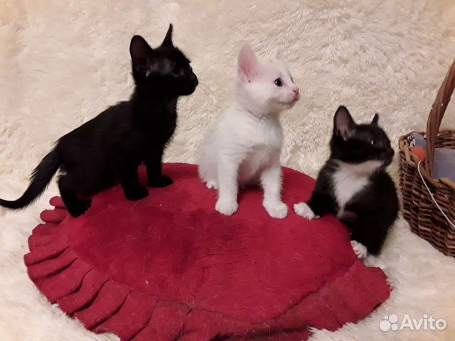Красивые котята в добрые руки