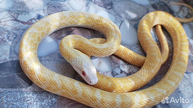 Островной полоз (группа)