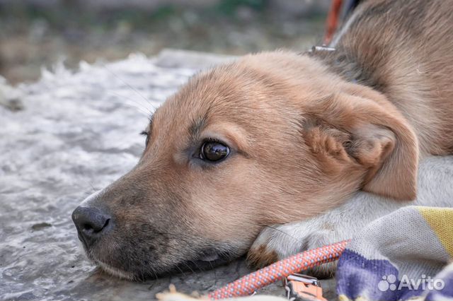 Красавица Алиса из страны чудес