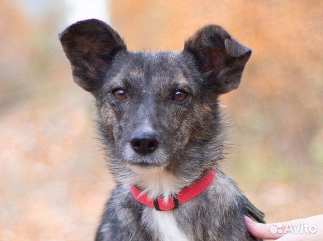 Ищем Трише дом