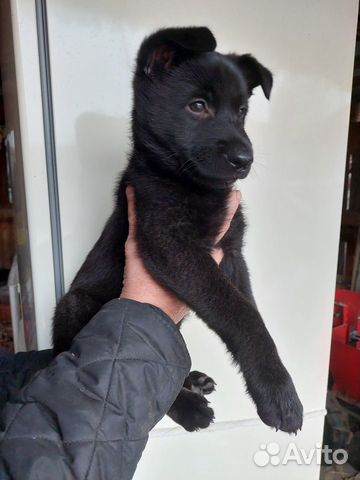 Щенята в добрые руки