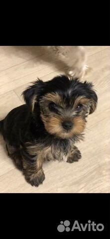 Йоркширский терьер