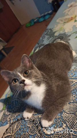 Кошка в дар