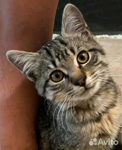 Котяка-улыбака ищет дом