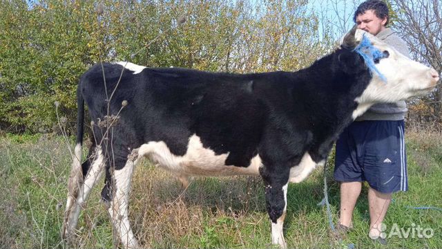 Продаётся бычёк
