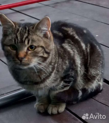 Мраморные котята