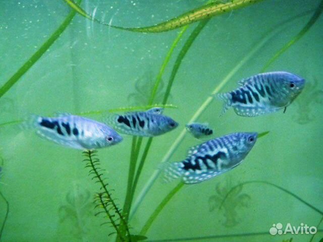 Мраморные гурами