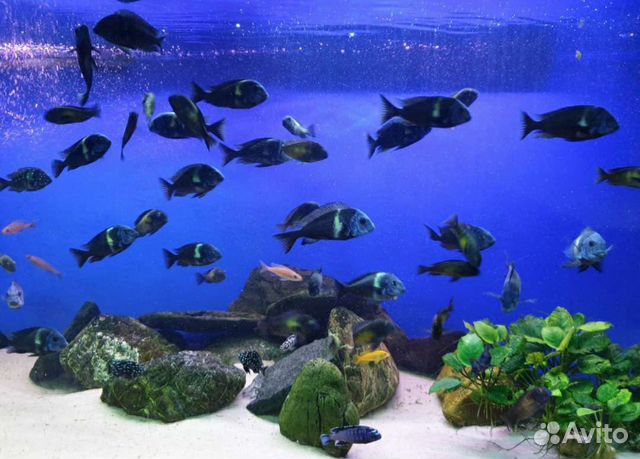 Трофеус звездчатый (Tropheus duboisi)