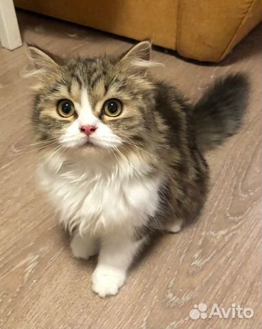 Шотландский котик