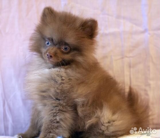 Мишка топтыжка