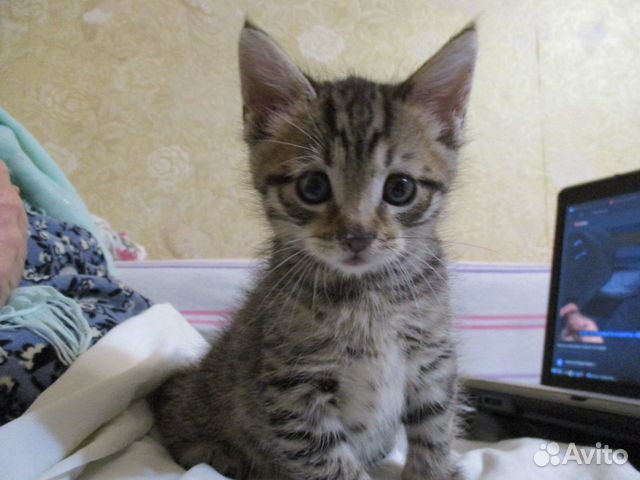 Котёнок степного камуфляжного окраса