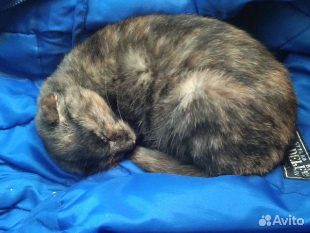 Отдам котёнка в добрые руки. Вислоухая девочка 4-5