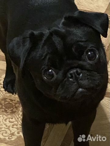 Щенки Мопса черные