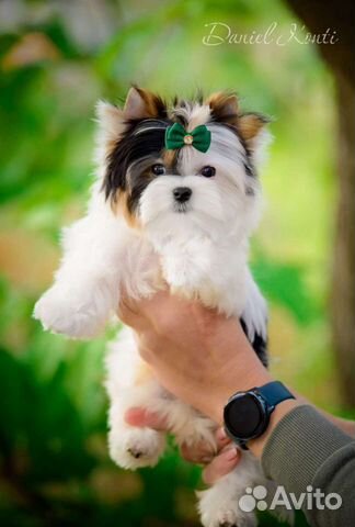 Бивер супер мини мальчик