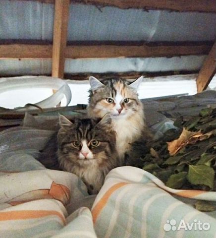 Бездомные котята