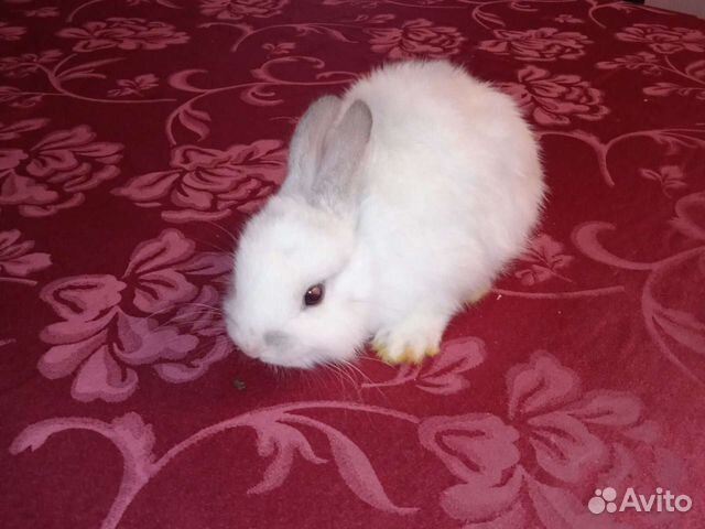Декоративные кролики