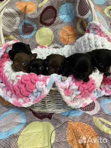 Чихуахуа документы РКФ