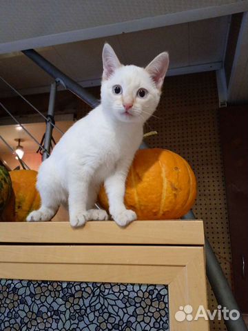 Кошка в дар