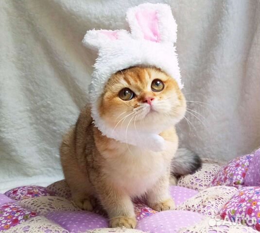 Британский золотой Заинька