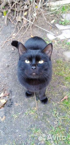 Брошенный на дачах черный котик ищет дом