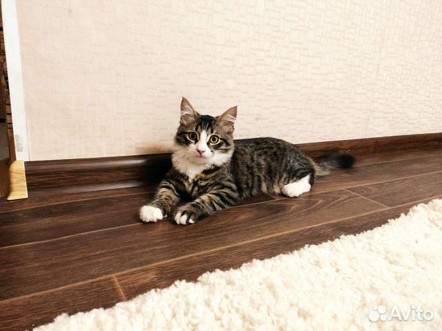 Котенок 6 месяцев