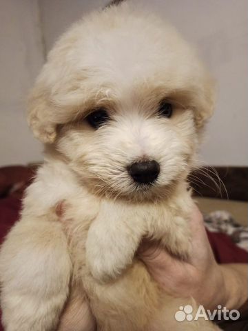 Щенок ищет дом