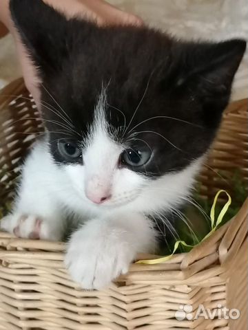 Котенок Фауст