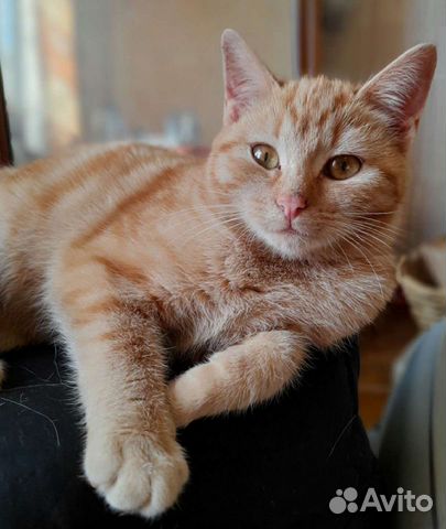 Мраморную рыжую лисичку бросили на даче