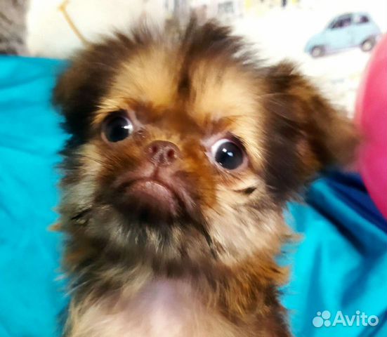 Брюссельский гриффон