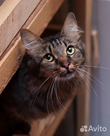 Асенька очень хочет стать любимой и домашней