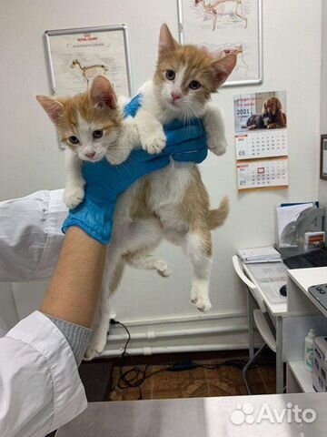 Рыжие котятки ищут дом