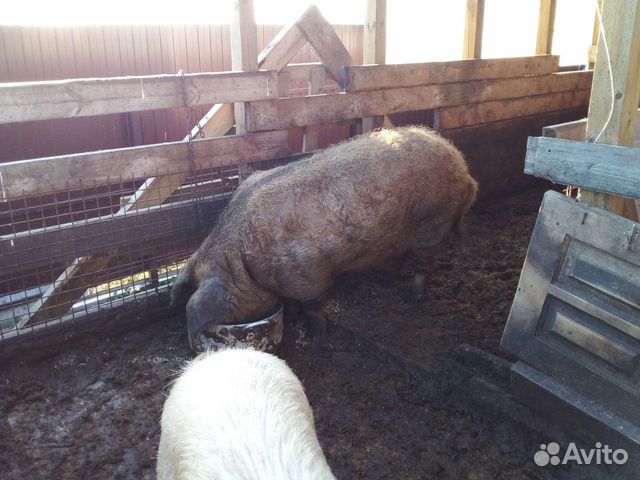 Хряк венгерской мангалицы на племя