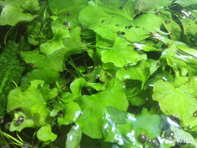 Нимфея обмен