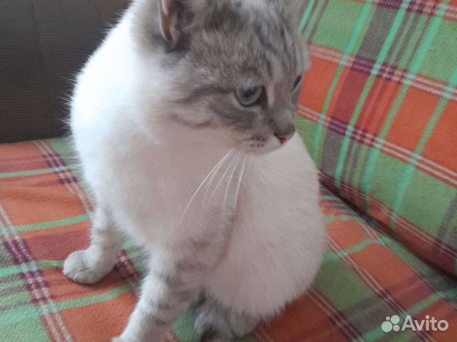 Кот симба