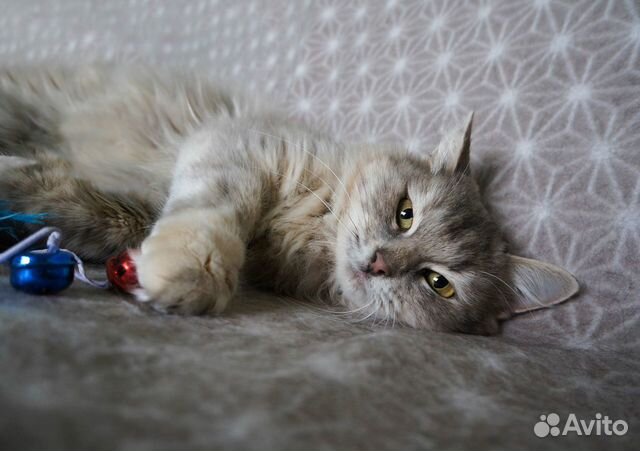 Плюшка Шанелька ищет дом