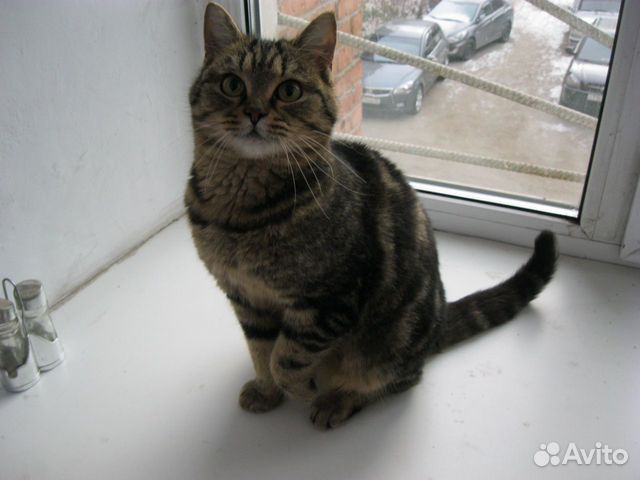 Найден кот шотландец