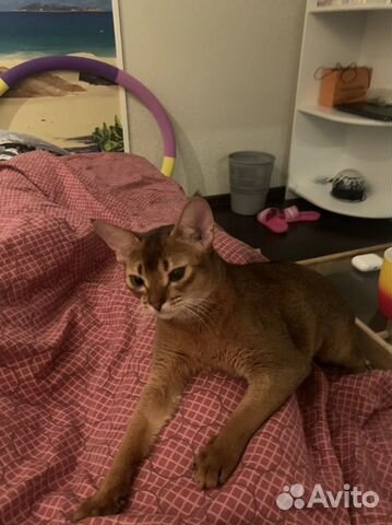 Абиссинская кошечка