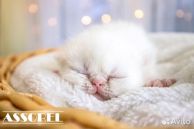 Разноглазый котенок